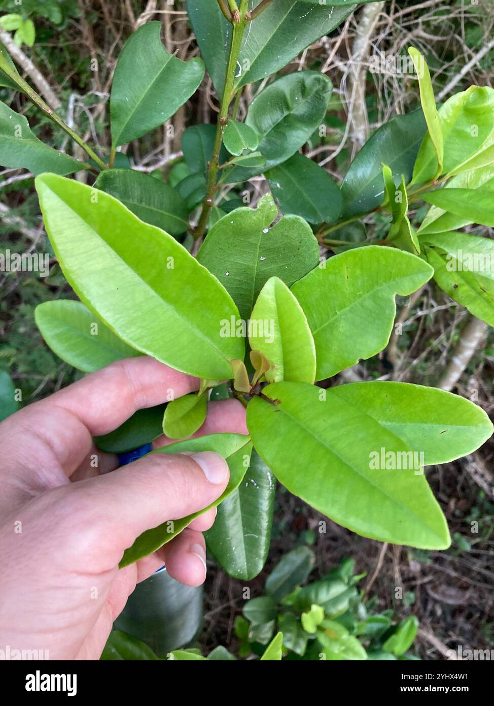 Bay Rum Tree (Pimenta racemosa Stock Photo - Alamy