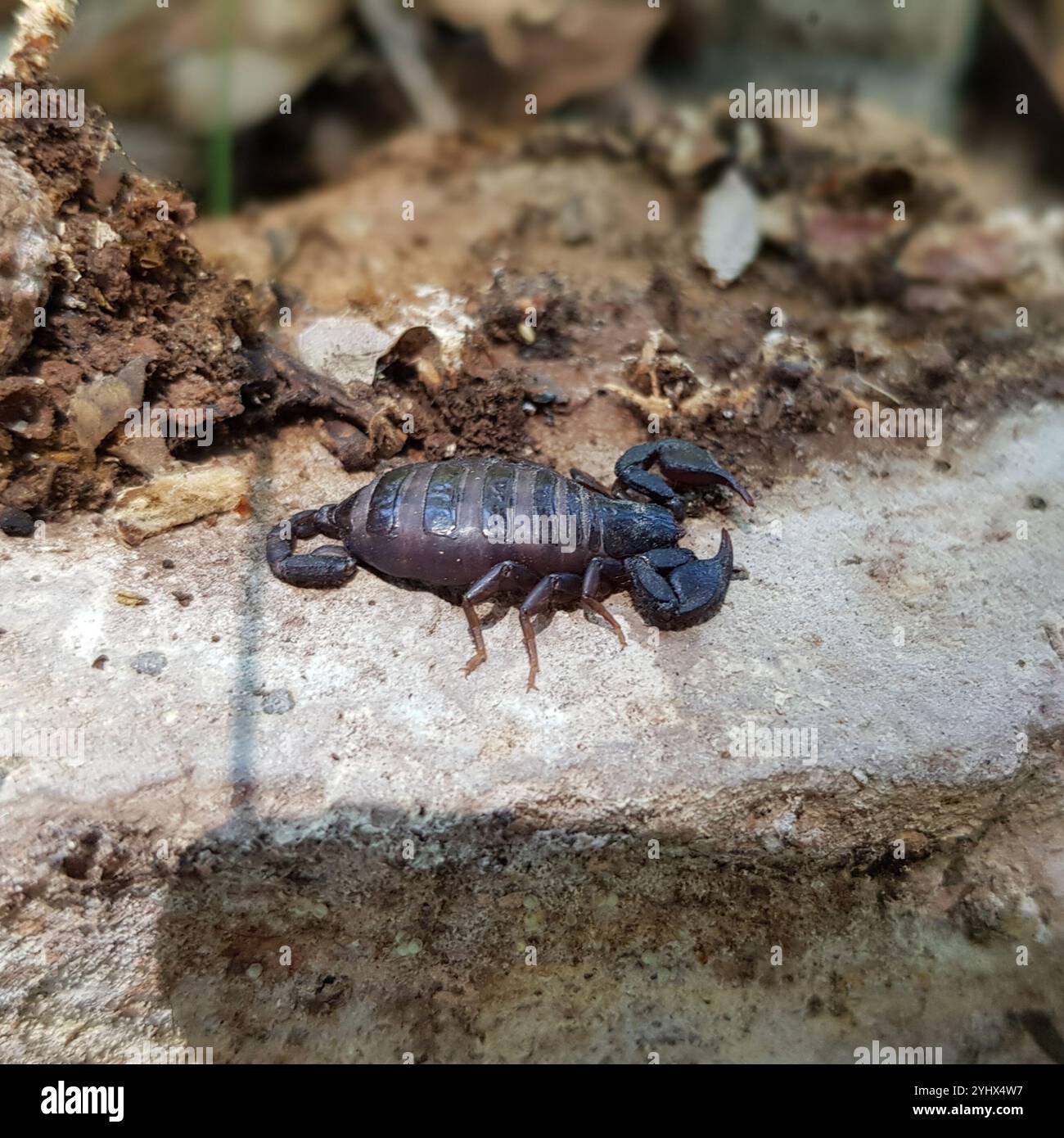Small Wood-scorpions (Euscorpius Stock Photo - Alamy