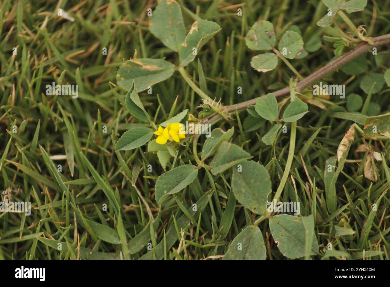 Bur clover hi-res stock photography and images - Alamy