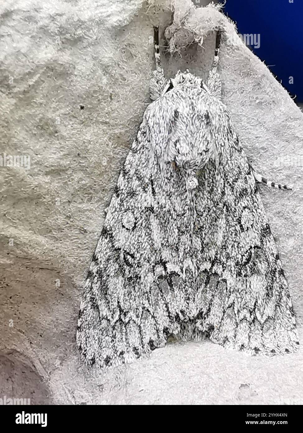 Sycamore Moth (Acronicta aceris Stock Photo - Alamy