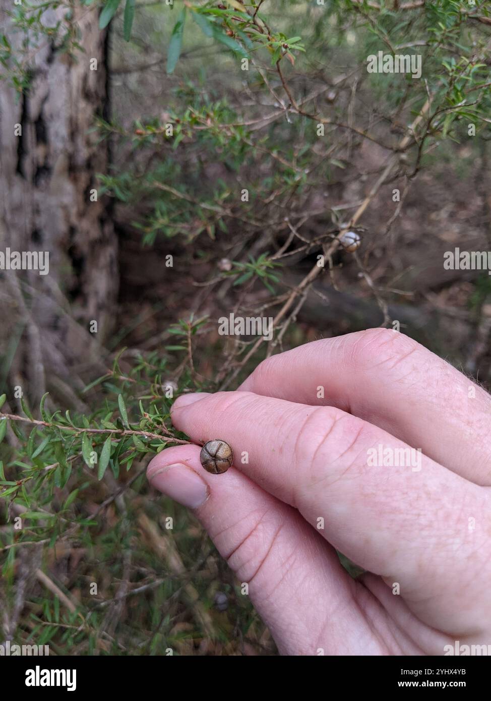 Polygalifolium hi-res stock photography and images - Alamy