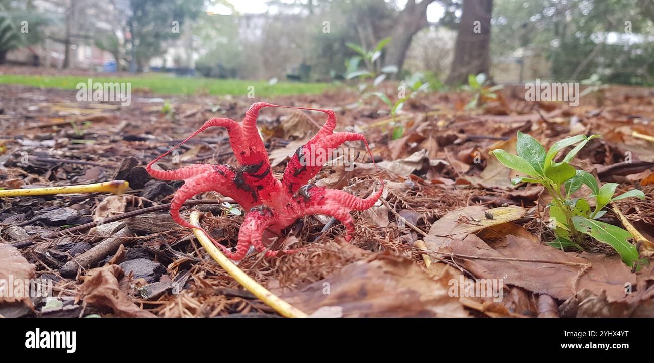 devil's-fingers (Clathrus archeri Stock Photo - Alamy