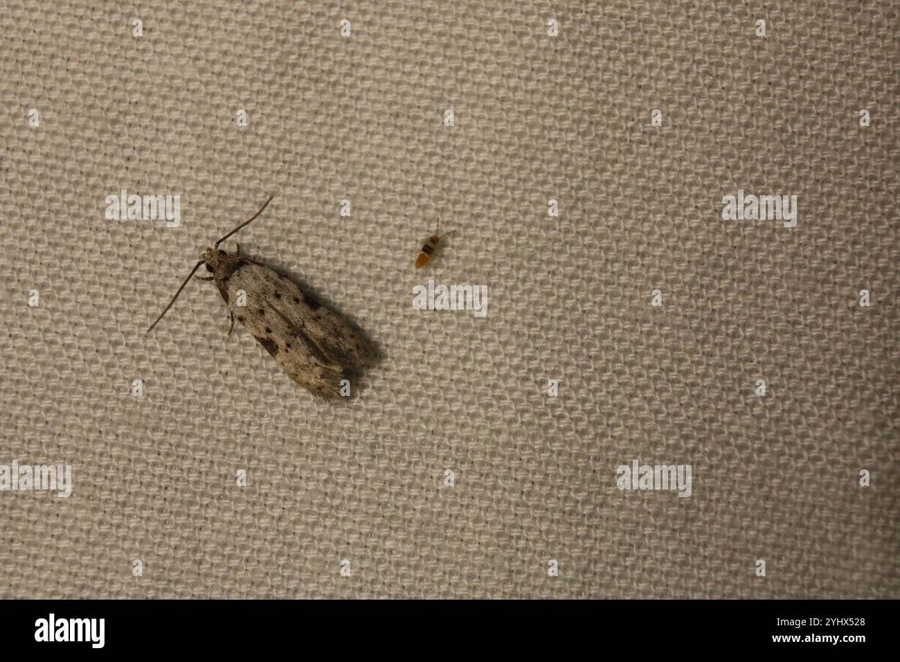 Taygete hi-res stock photography and images - Alamy