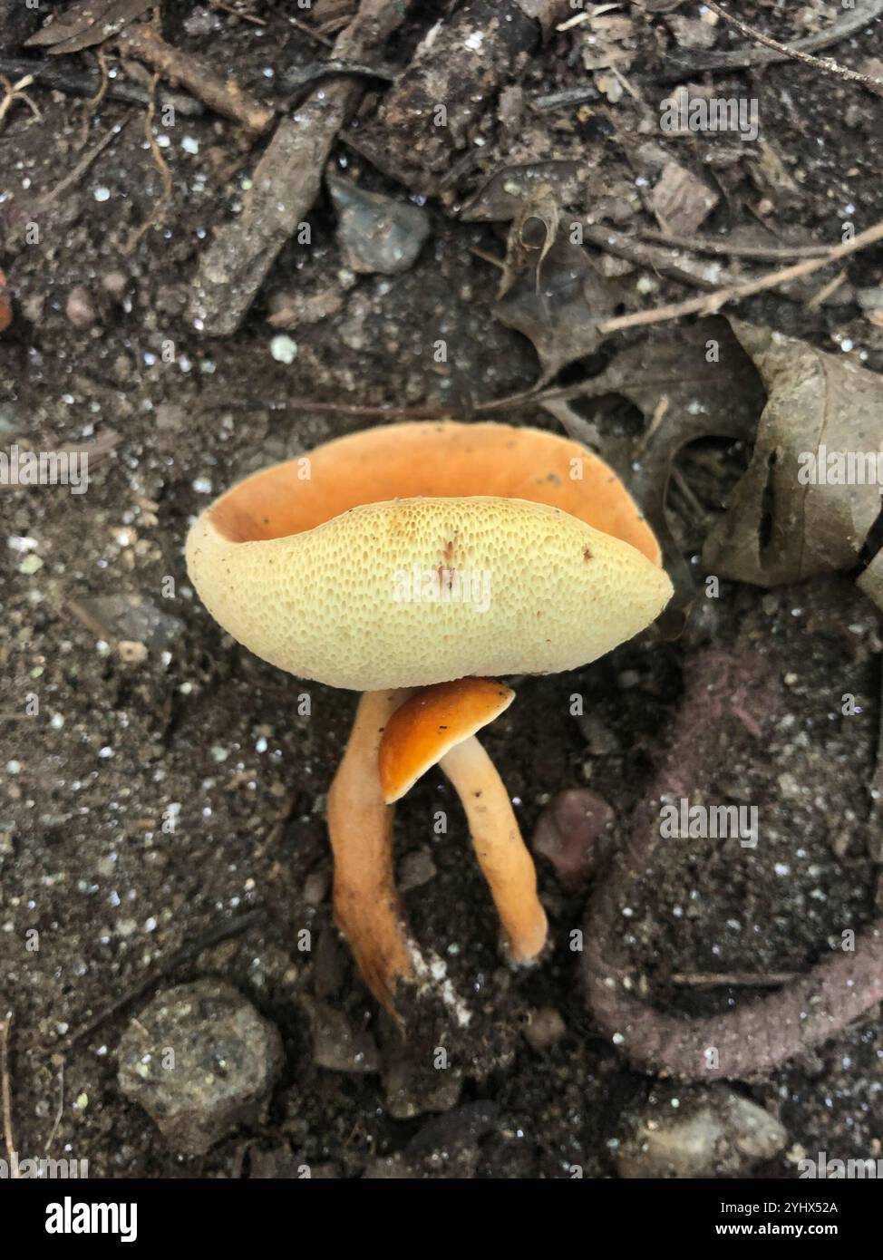Gyroporus castaneus hi-res stock photography and images - Alamy
