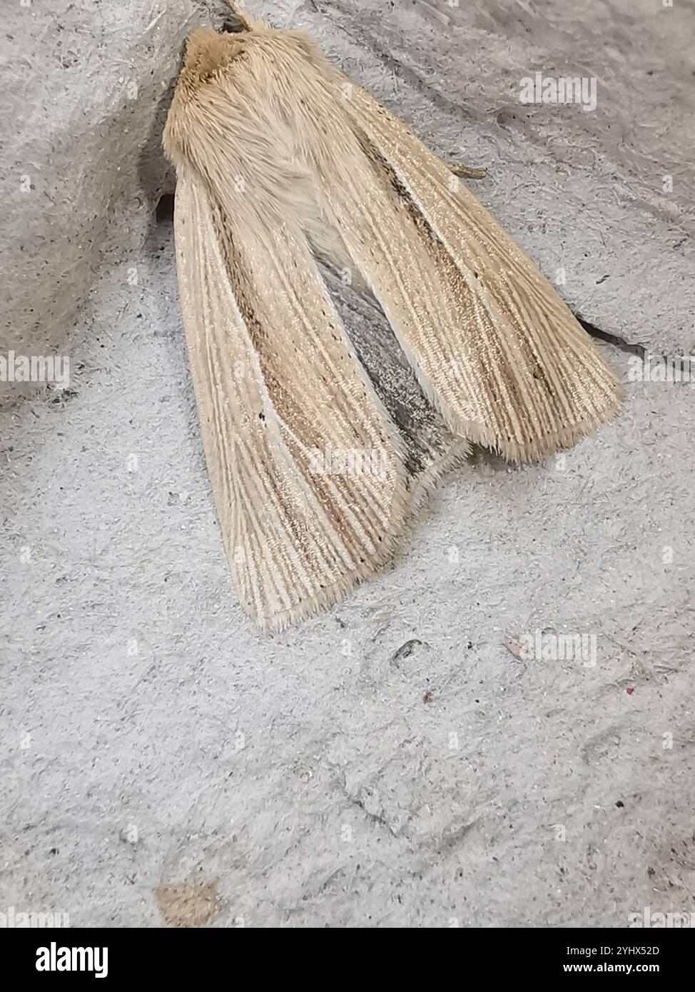Smoky wainscot hi-res stock photography and images - Alamy
