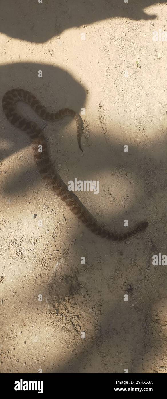 Gloydius hi-res stock photography and images - Alamy