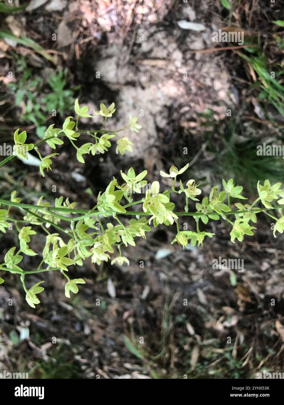 Virginia bunchflower hi-res stock photography and images - Alamy