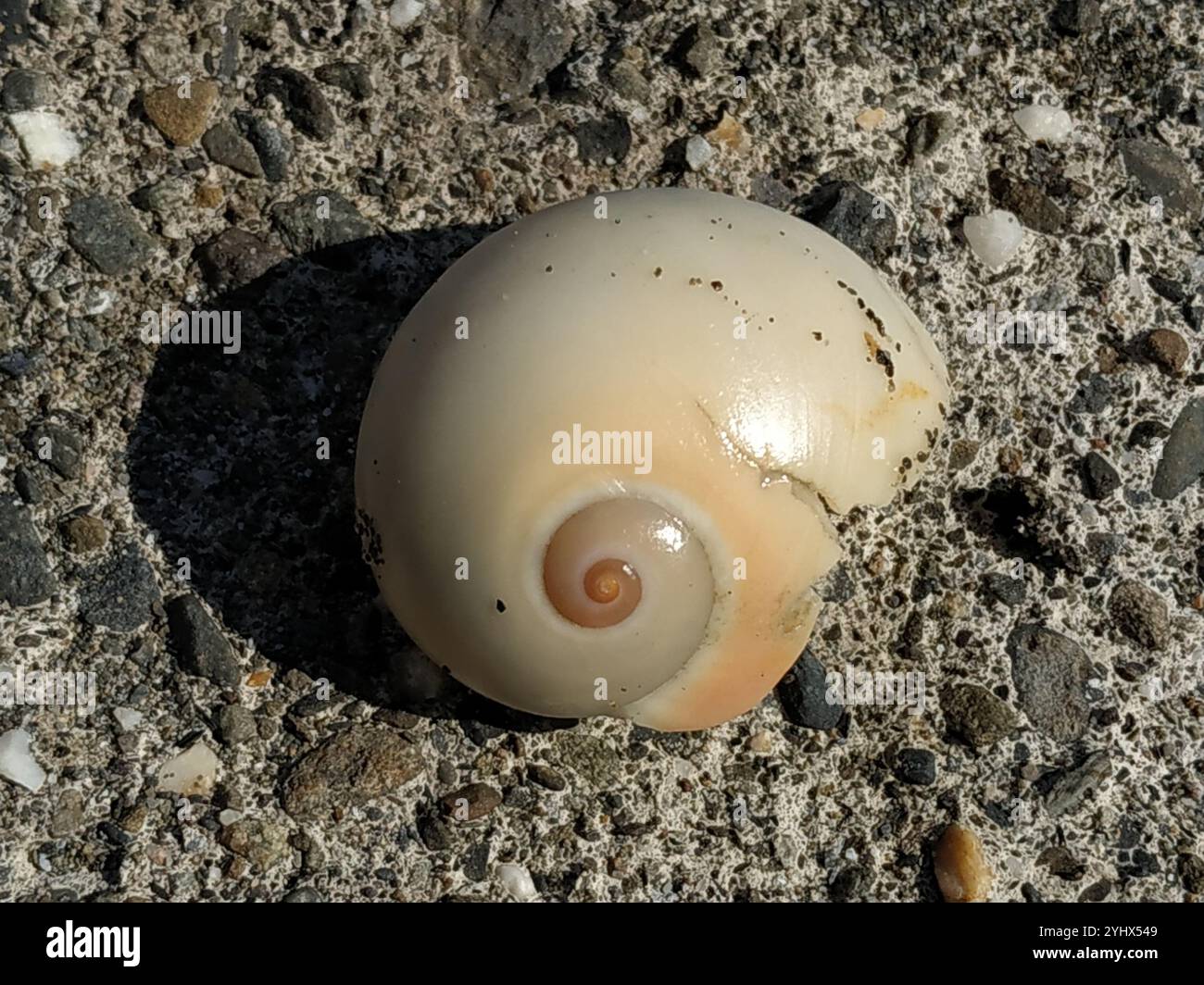 Bladder Moon Snail (Neverita didyma Stock Photo - Alamy