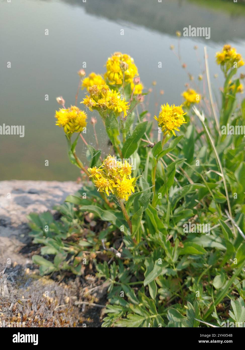northern goldenrod (Solidago multiradiata Stock Photo - Alamy