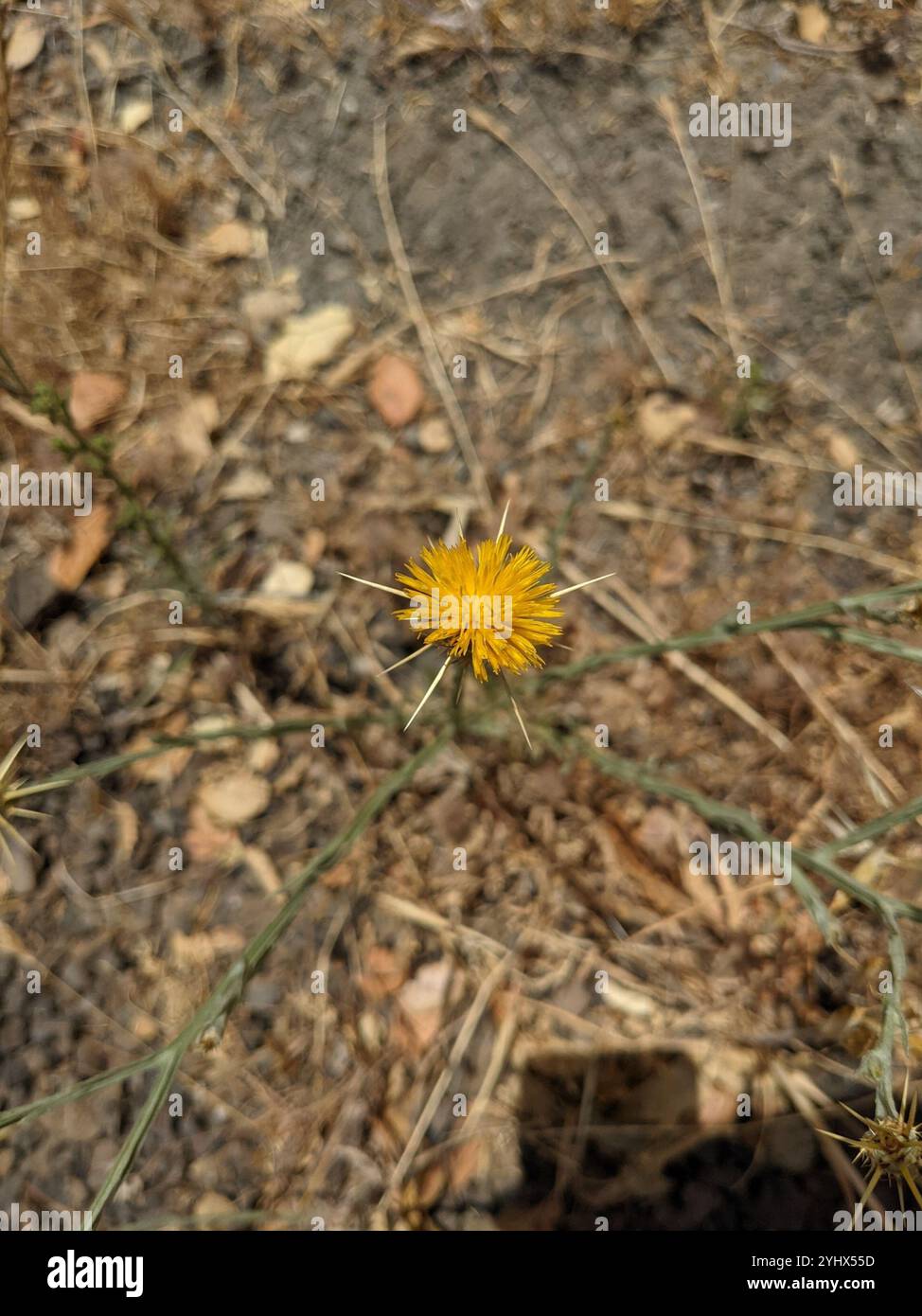 Yellow Star-Thistle (Centaurea solstitialis Stock Photo - Alamy
