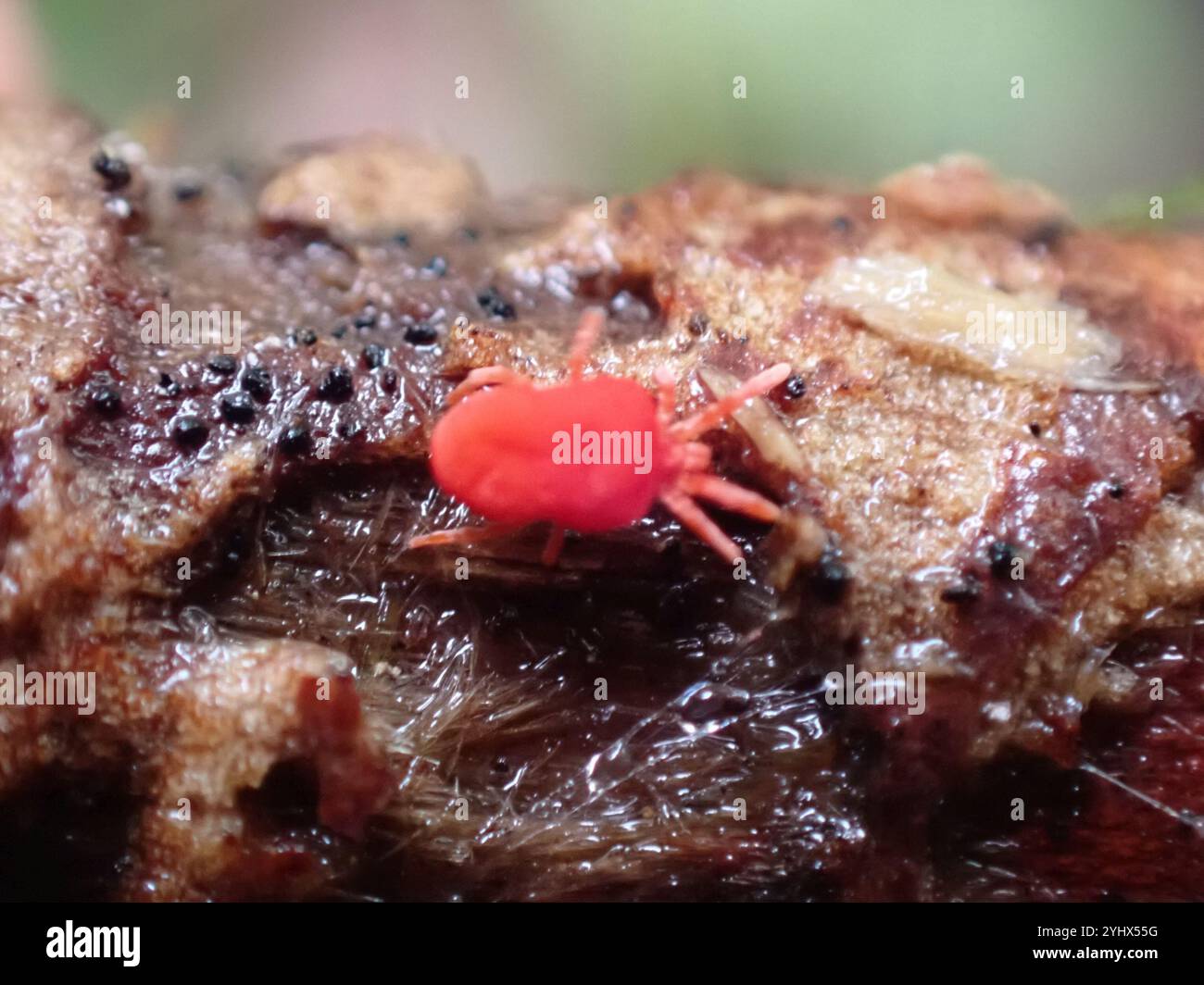 Trombidiform hi-res stock photography and images - Alamy
