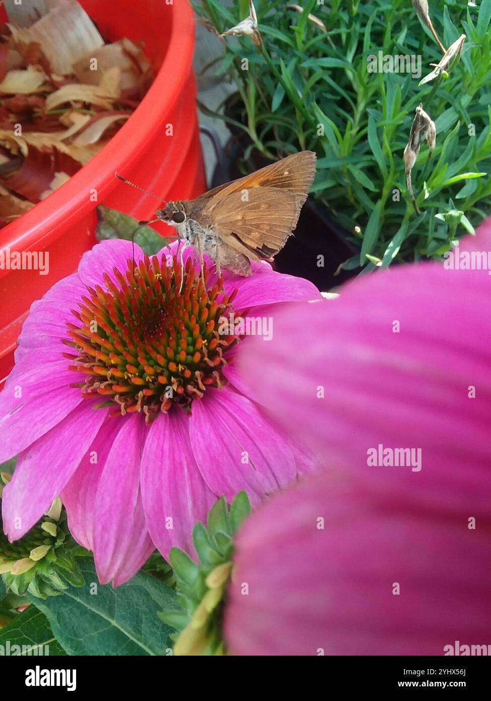 Broad-winged Skipper (Poanes viator Stock Photo - Alamy