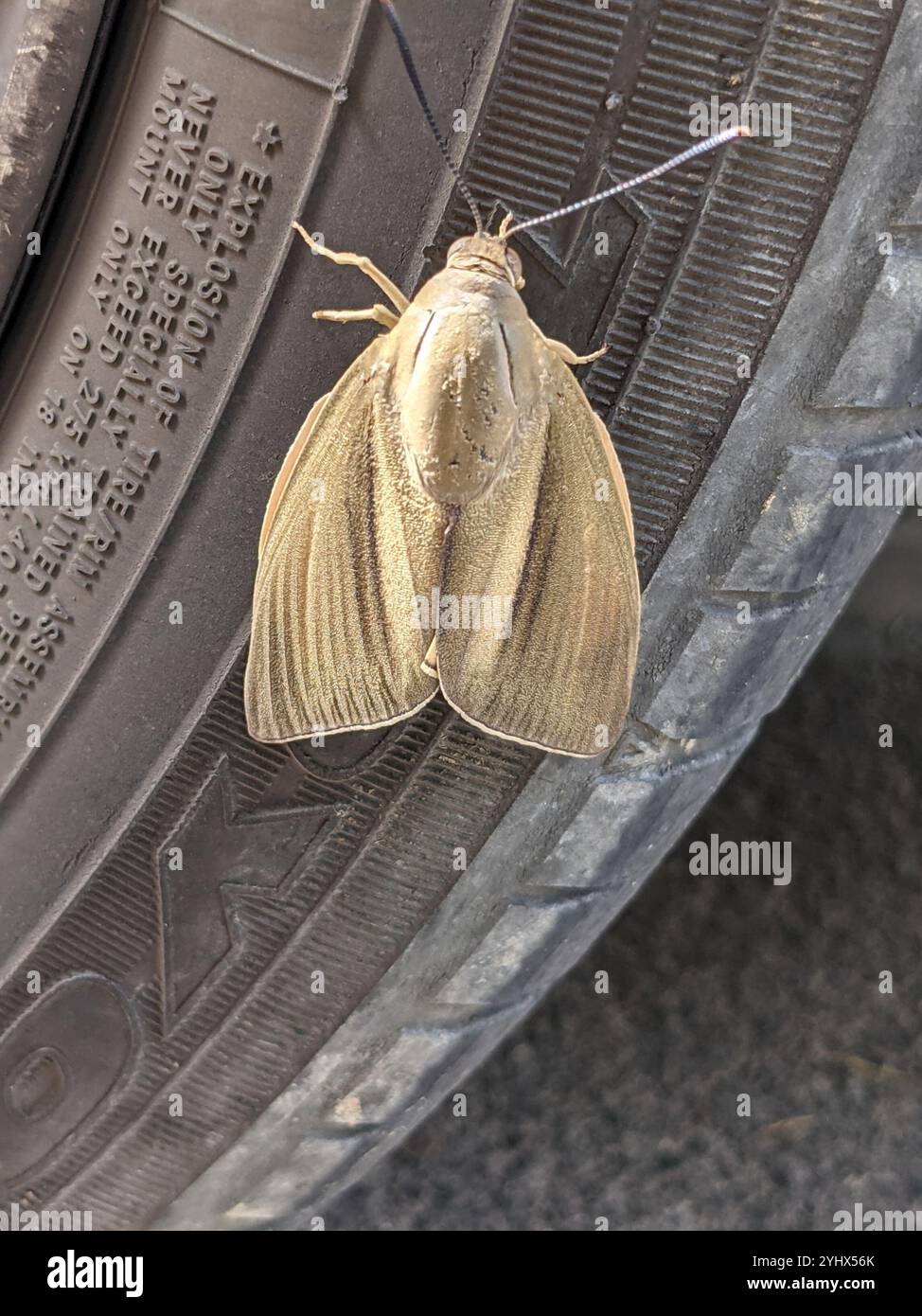 Palm Moth (Paysandisia archon Stock Photo - Alamy