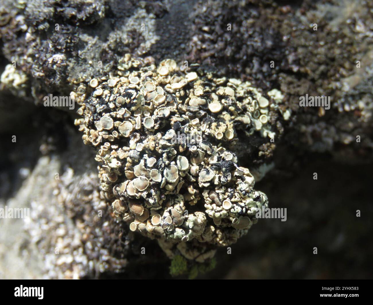common lichens (Lecanoromycetes Stock Photo - Alamy
