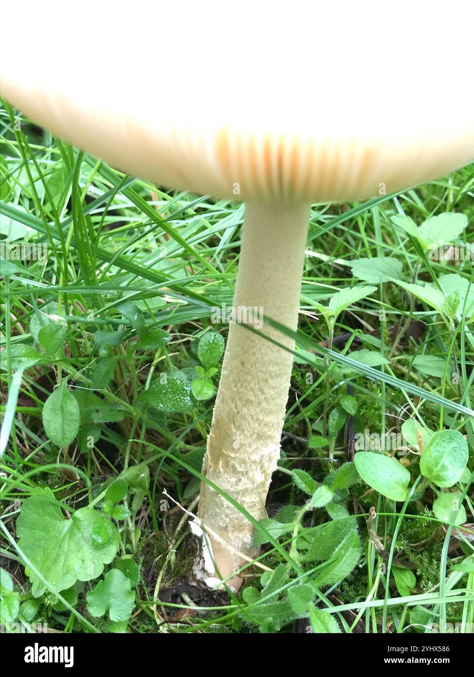 Orange Grisette (Amanita crocea Stock Photo - Alamy