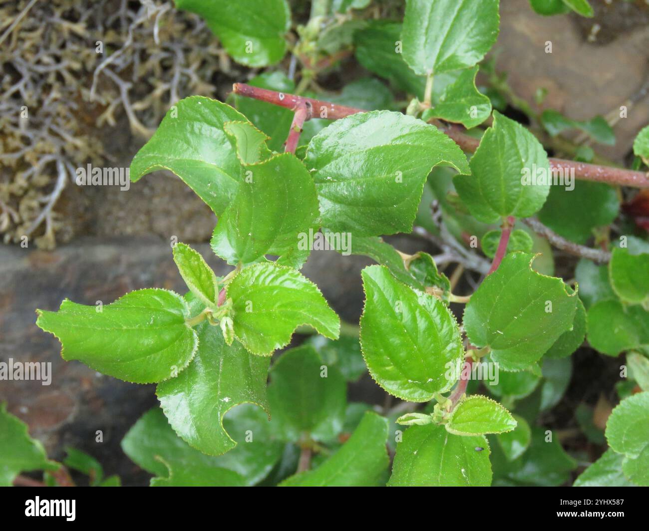 Snowbrush Ceanothus (Ceanothus velutinus Stock Photo - Alamy