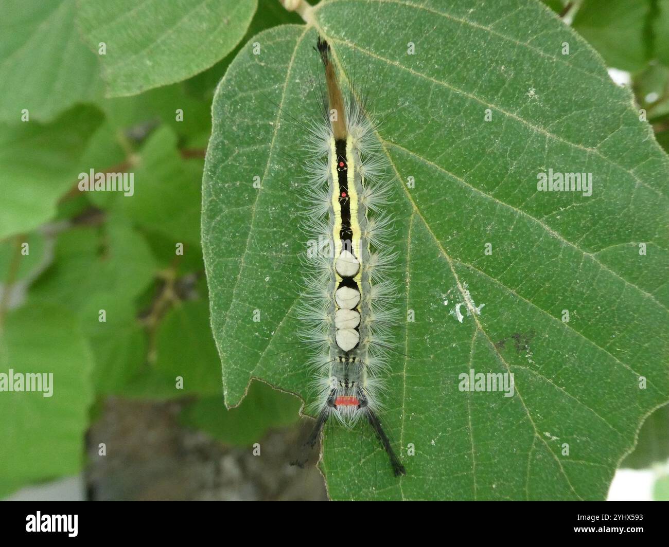 White-marked Tussock Moth (Orgyia leucostigma Stock Photo - Alamy