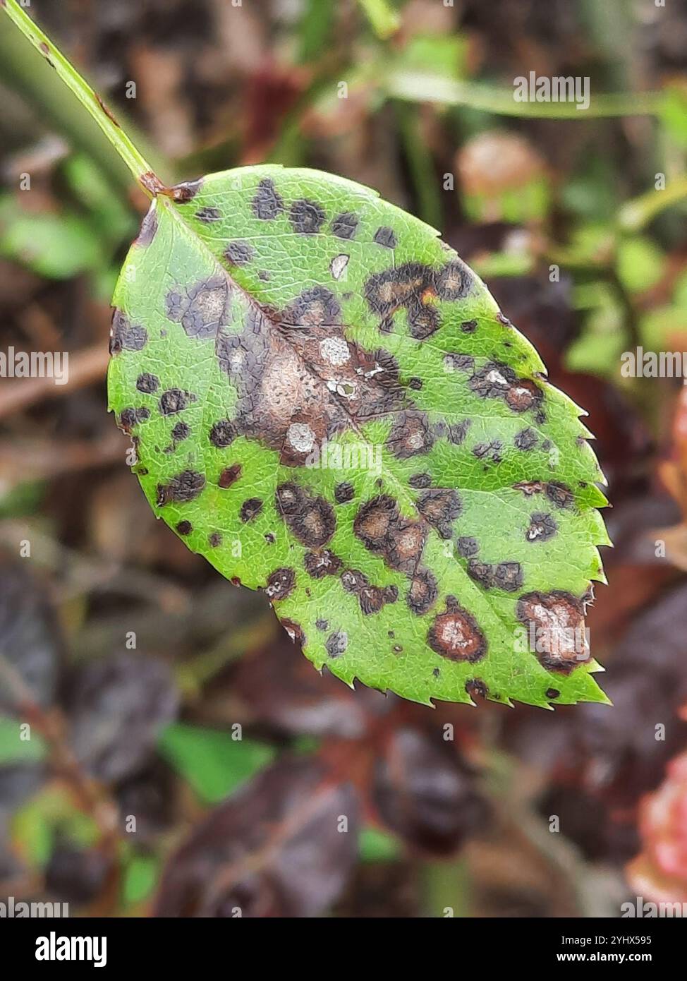 Cercospora hi-res stock photography and images - Alamy