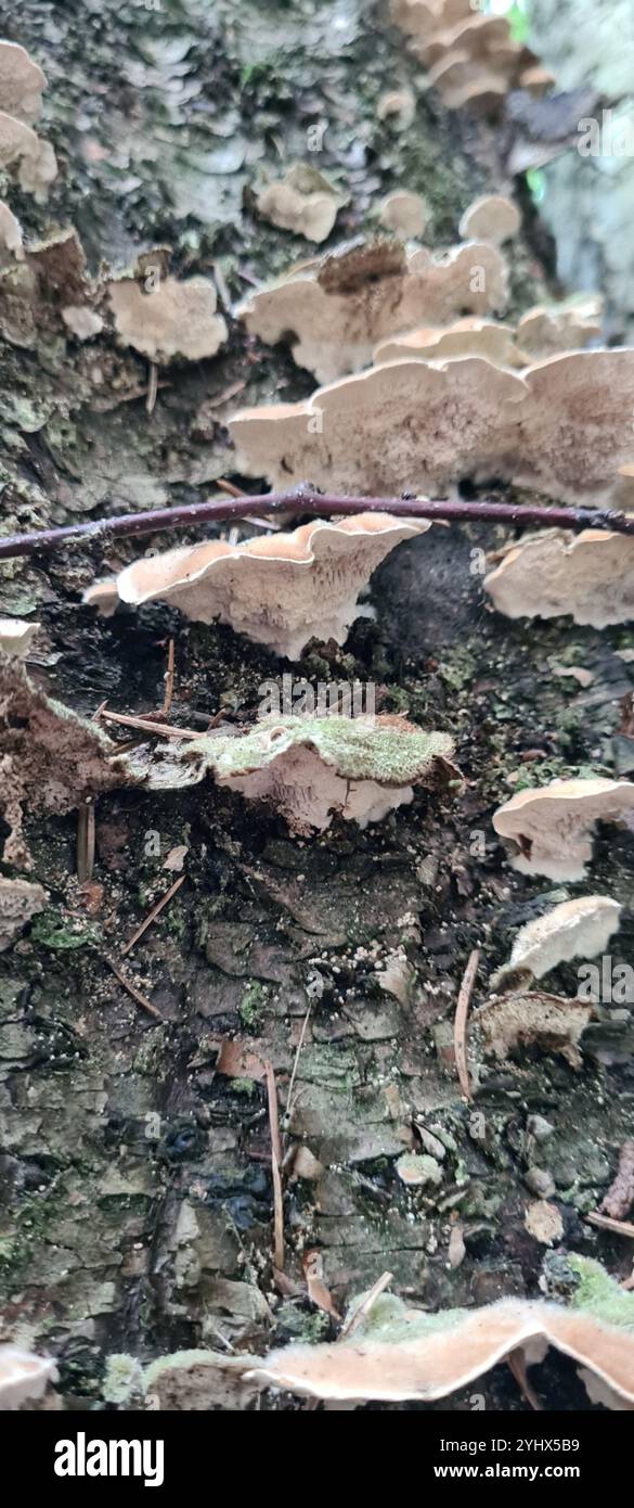 violet-toothed polypore (Trichaptum biforme Stock Photo - Alamy