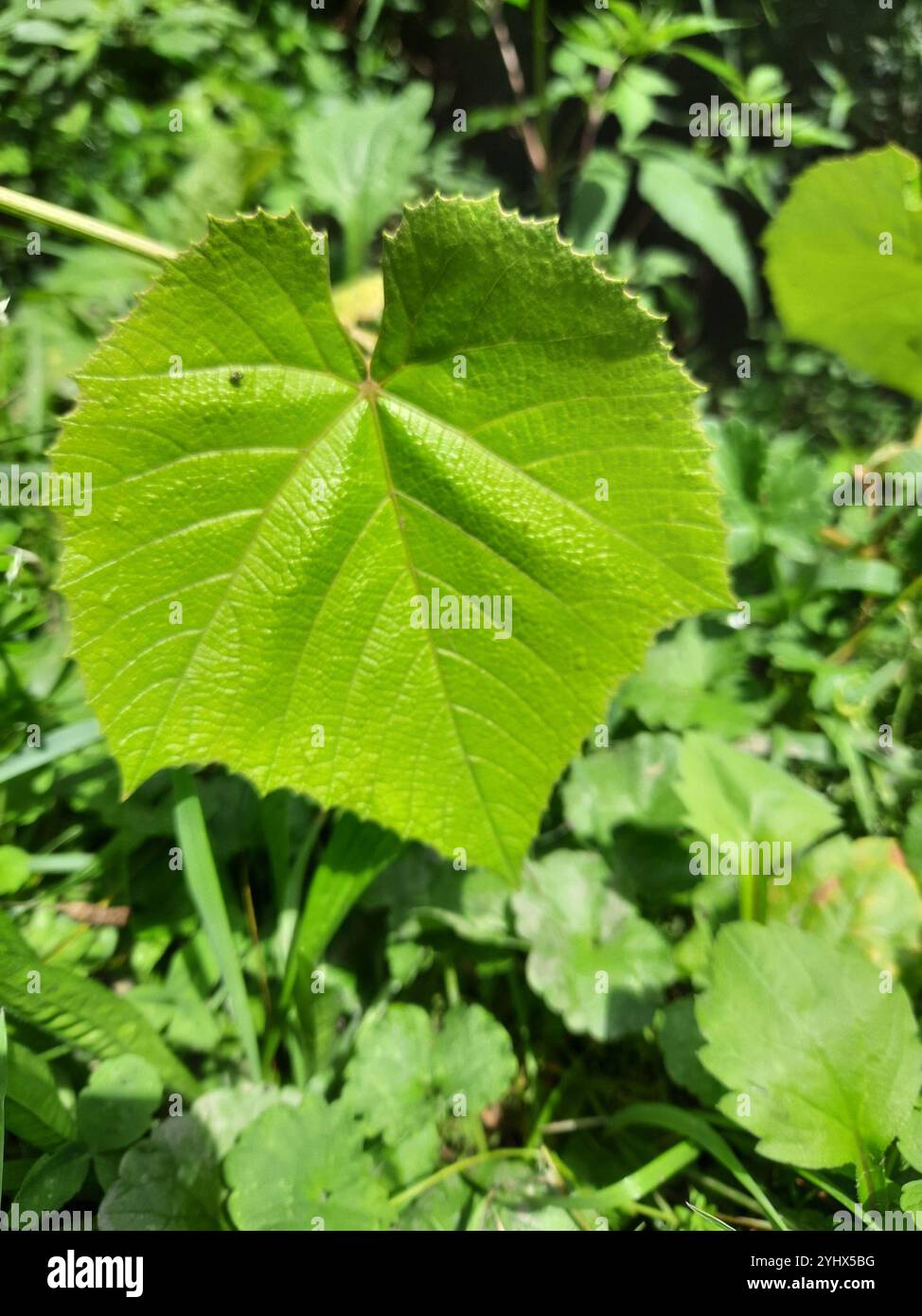 Fox grape hi-res stock photography and images - Alamy