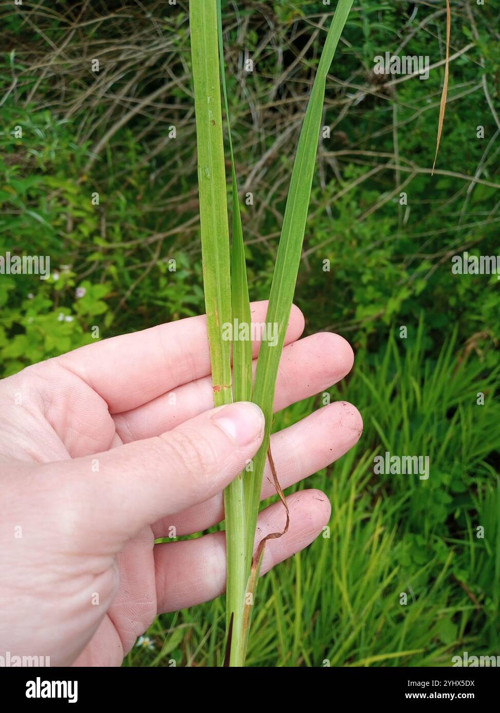 grasses, sedges, cattails, and allies (Poales Stock Photo - Alamy