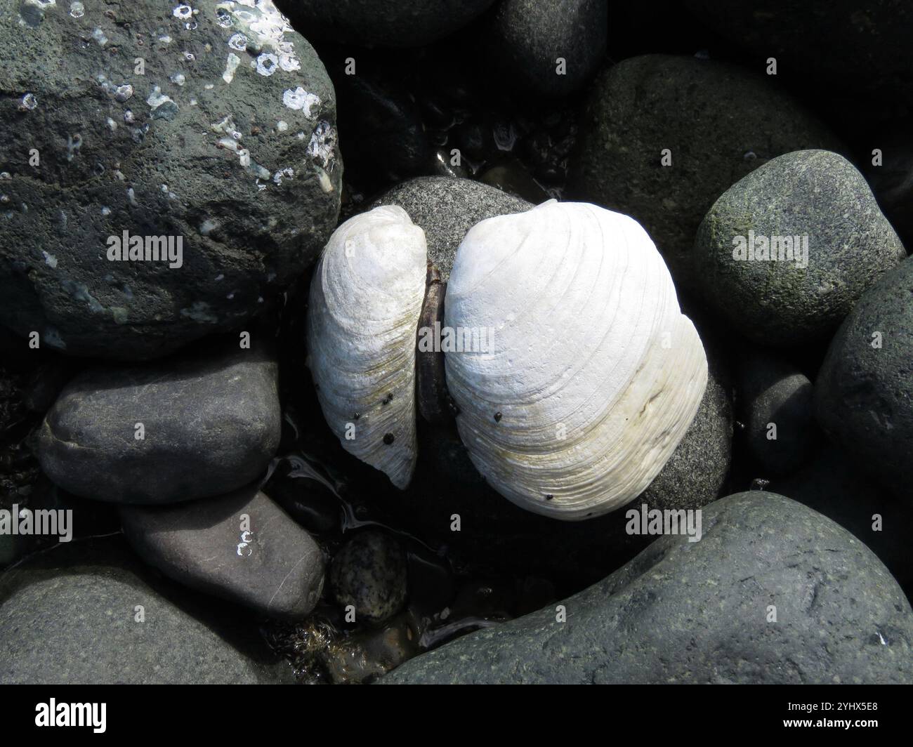 Butter Clam (Saxidomus gigantea Stock Photo - Alamy