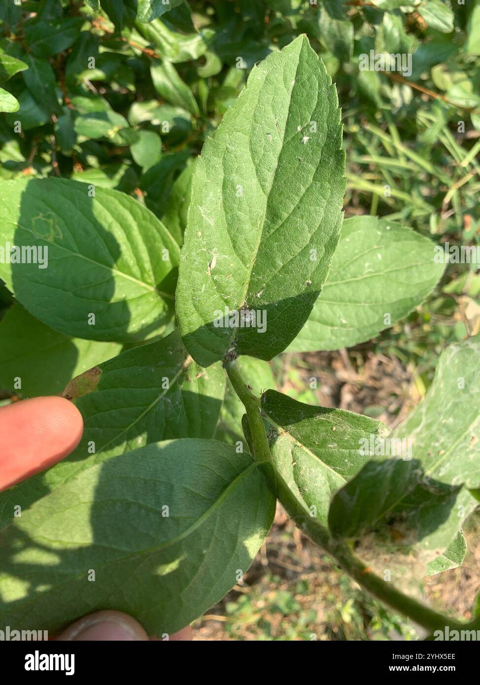 Showy Aster (Eurybia conspicua Stock Photo - Alamy