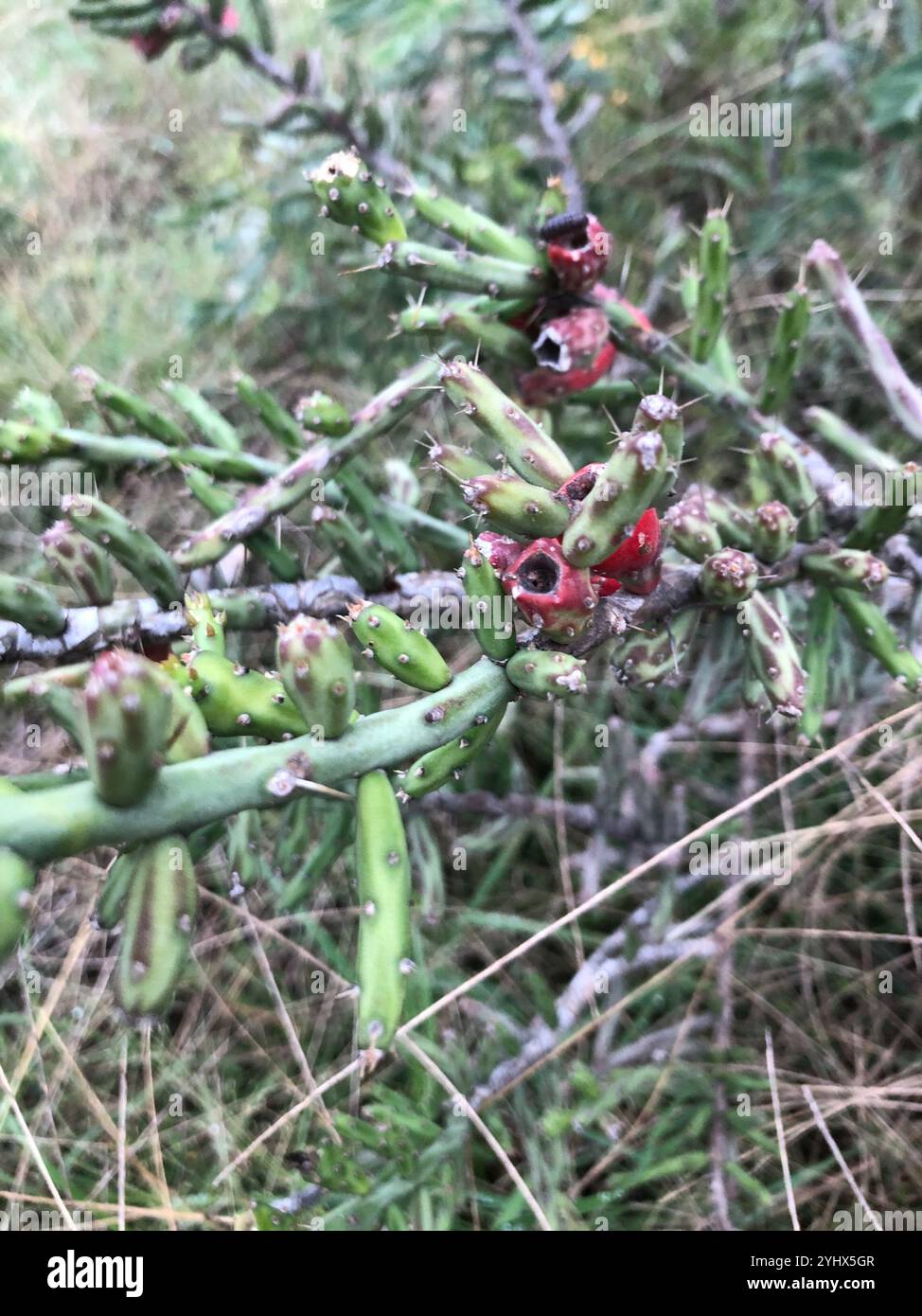 Christmas cholla (Cylindropuntia leptocaulis Stock Photo - Alamy
