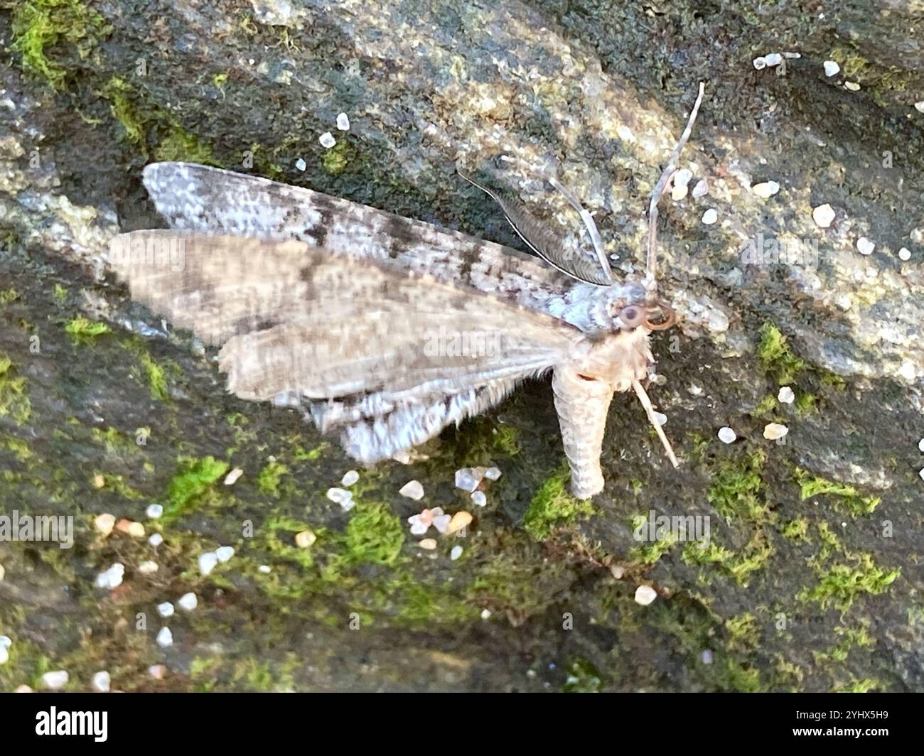 Geometer Moths (Geometridae Stock Photo - Alamy