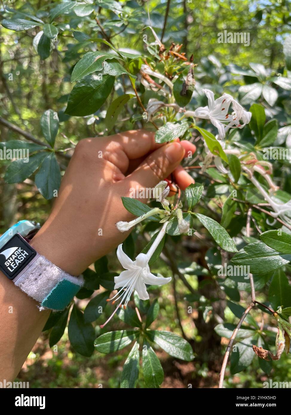 swamp azalea (Rhododendron viscosum Stock Photo - Alamy