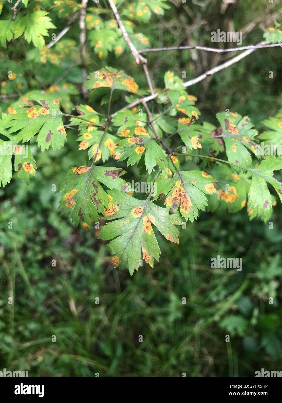 parsley hawthorn (Crataegus marshallii Stock Photo - Alamy