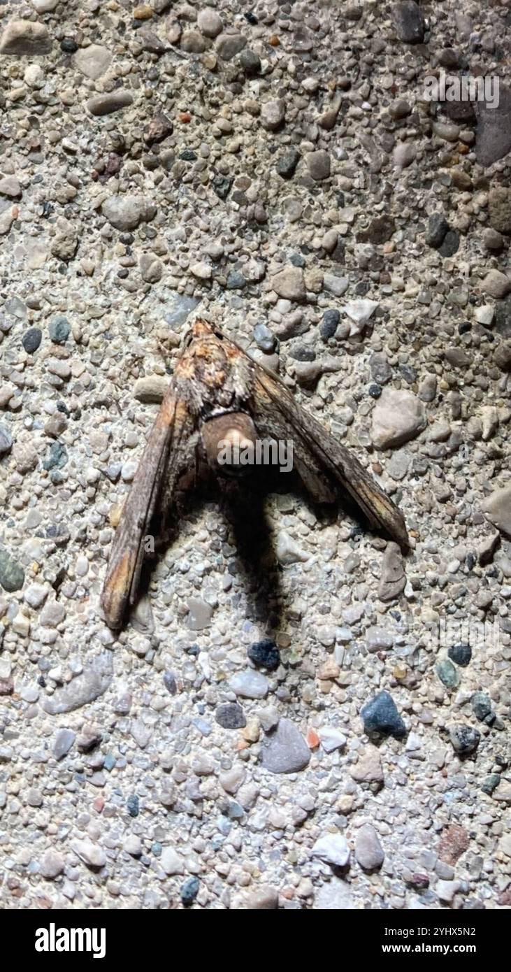 Dark Marathyssa Moth (Marathyssa inficita Stock Photo - Alamy