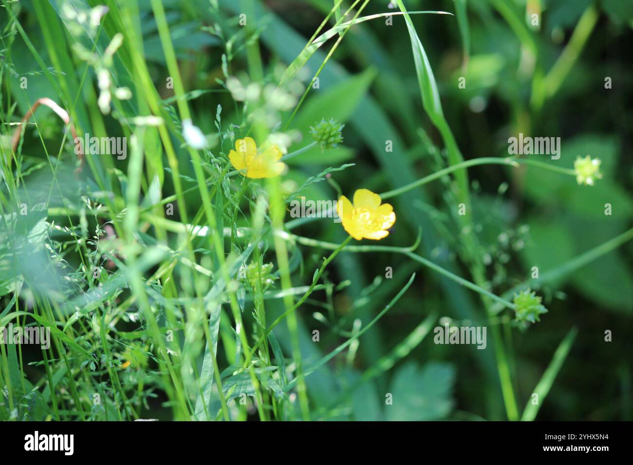 Multi-flowered Buttercup (Ranunculus polyanthemos Stock Photo - Alamy