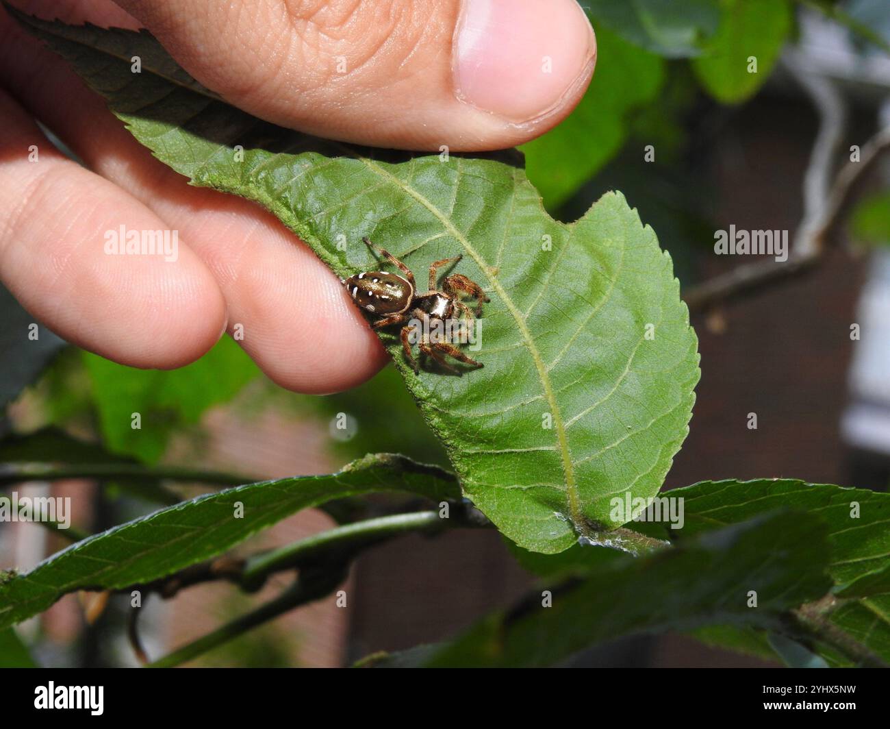 Golden Jumping Spider (Paraphidippus aurantius Stock Photo - Alamy