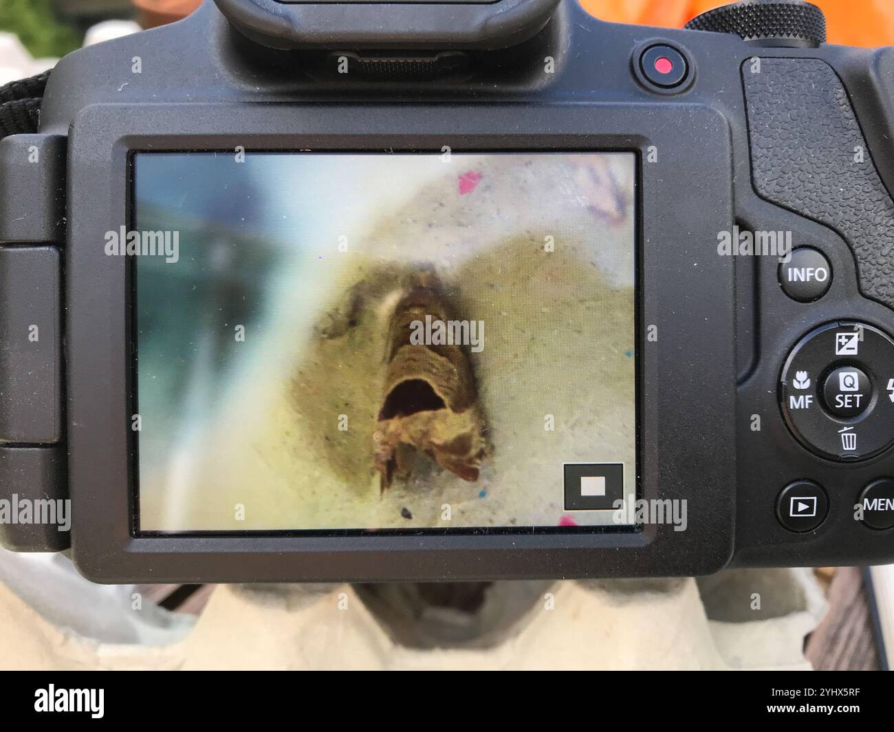 Bramble Shoot Moth (Notocelia uddmanniana Stock Photo - Alamy