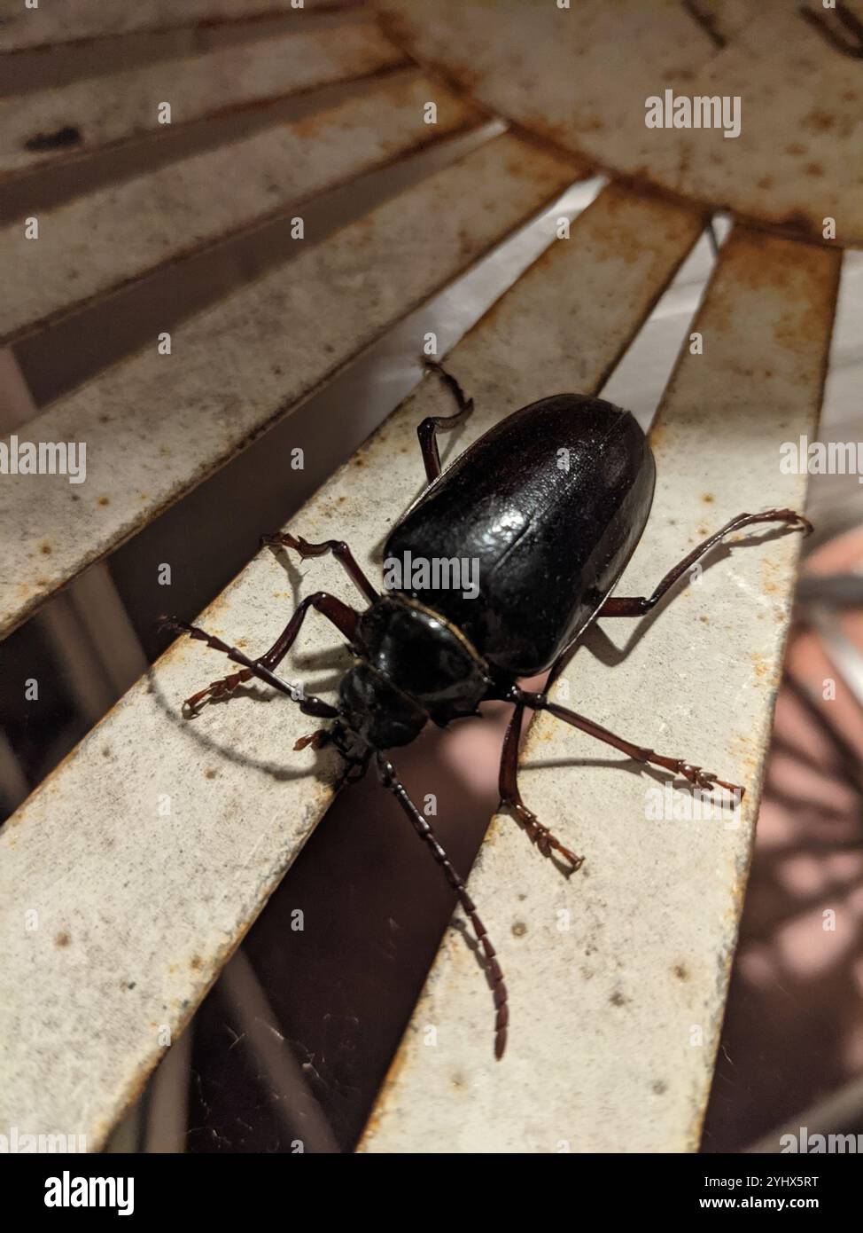 California Root Borer (Prionus californicus Stock Photo - Alamy