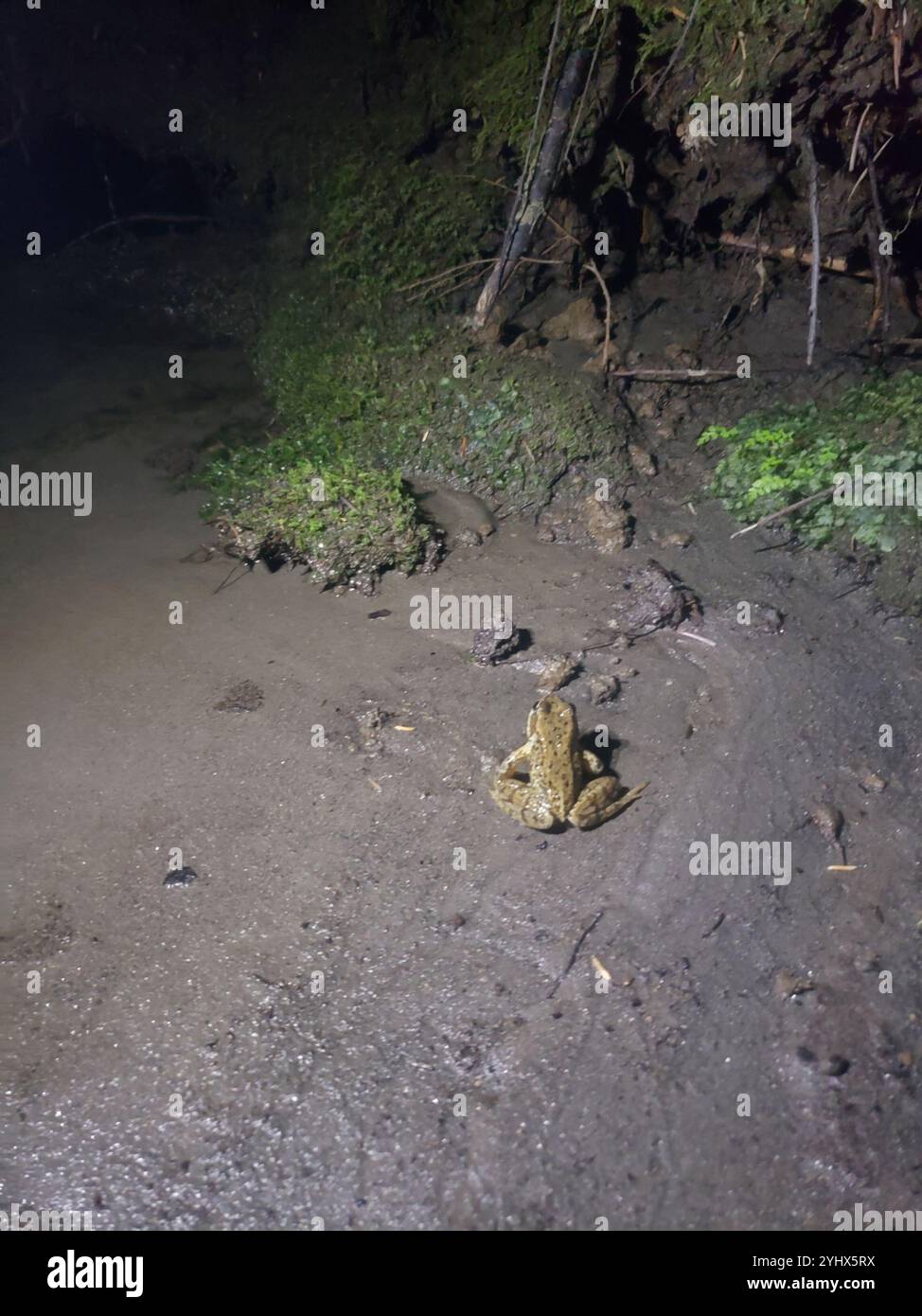 Rana cascadae cascades frog hi-res stock photography and images - Alamy
