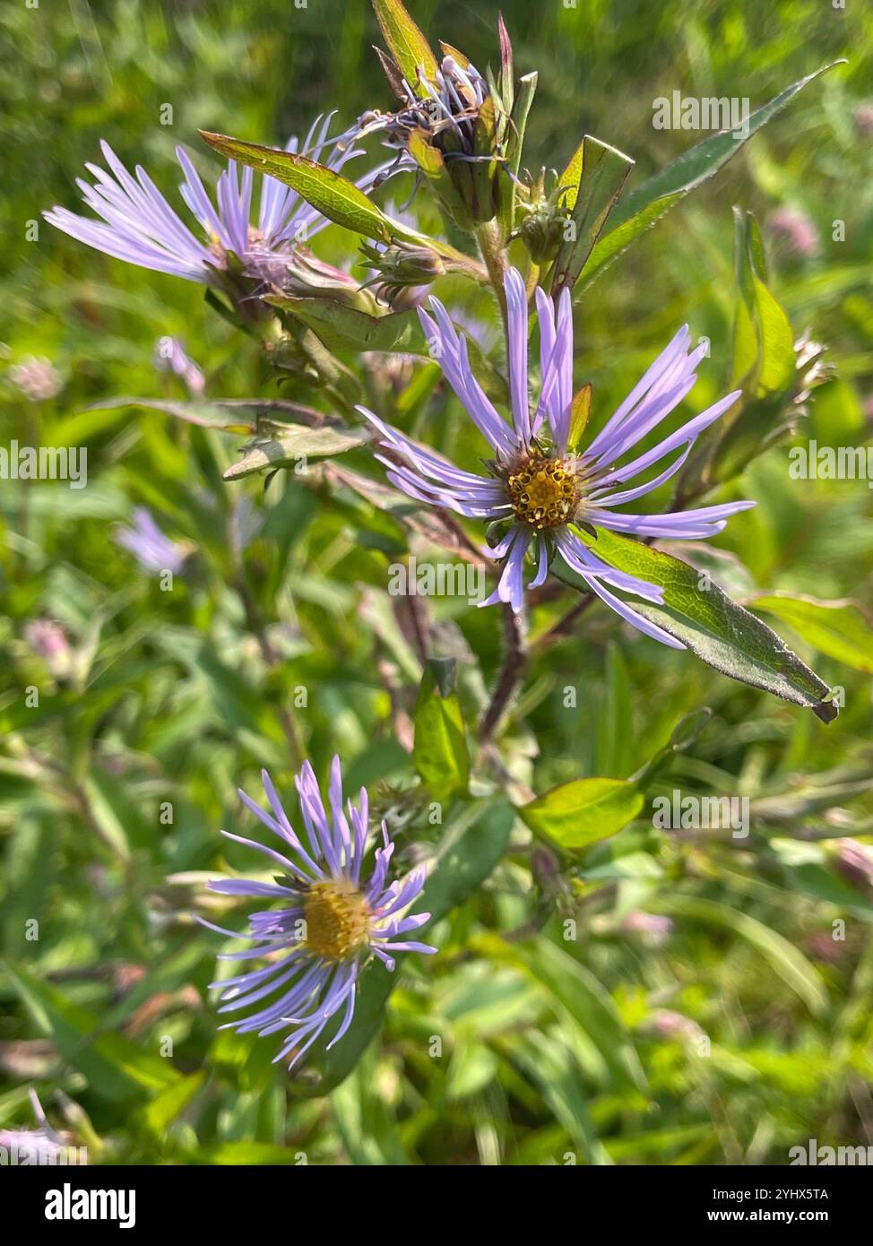 swamp aster (Symphyotrichum puniceum Stock Photo - Alamy
