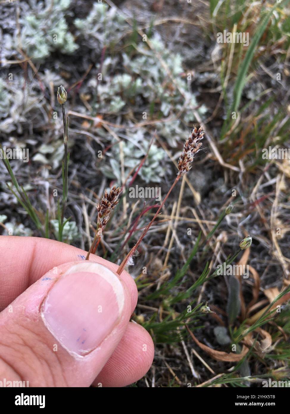 Spiked Woodrush (Luzula spicata Stock Photo - Alamy