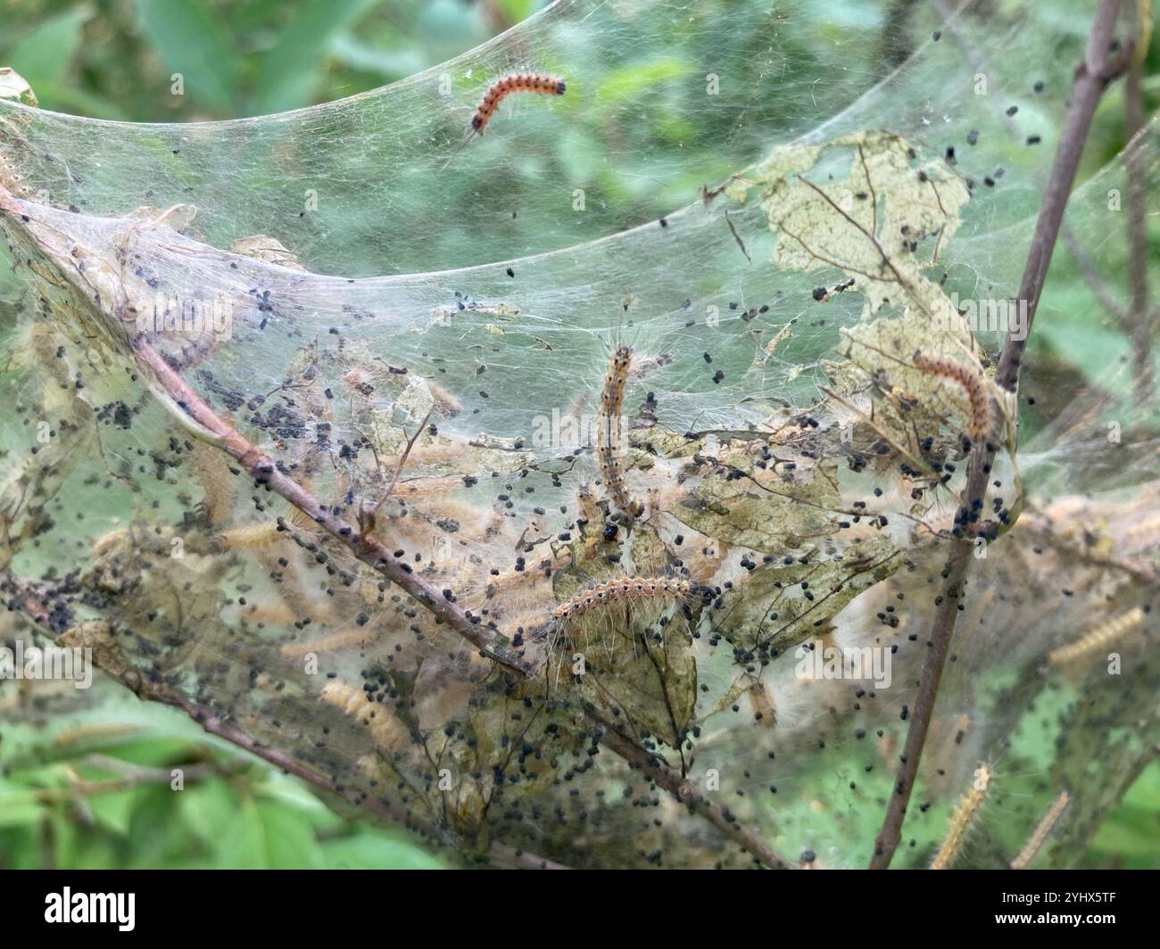 Fall Webworm Moth (Hyphantria cunea Stock Photo - Alamy