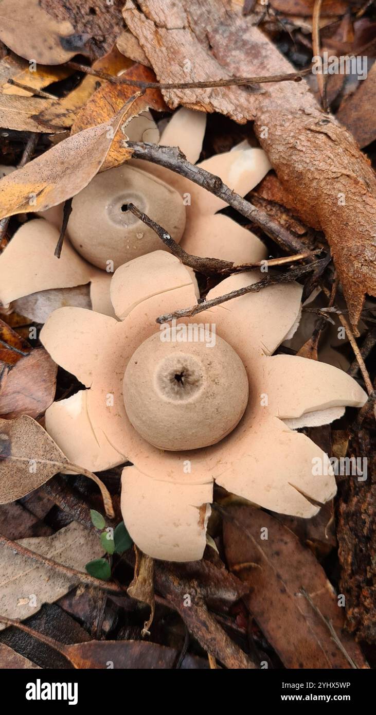 Rounded earthstar hi-res stock photography and images - Alamy