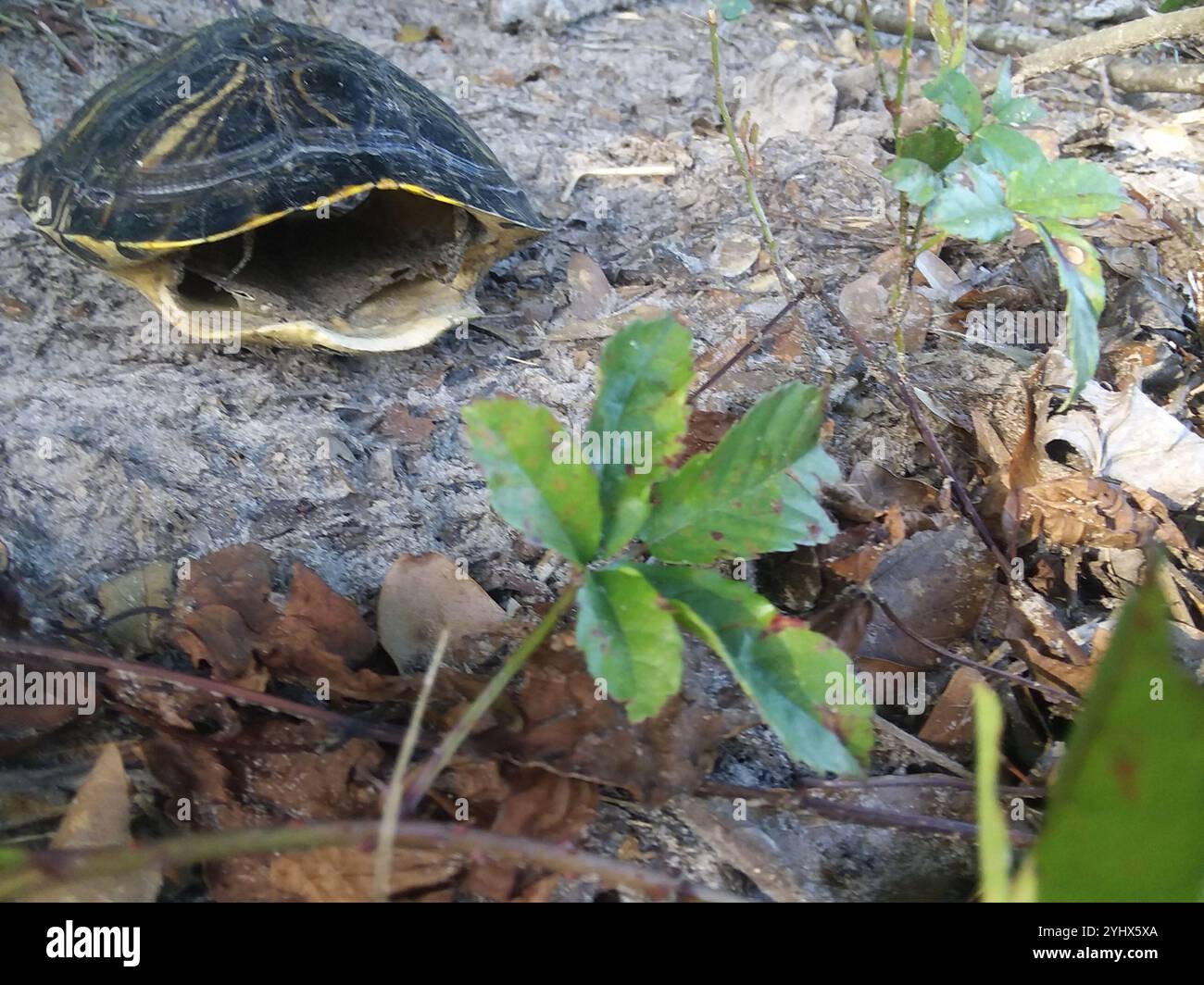 Pond Slider (Trachemys scripta Stock Photo - Alamy