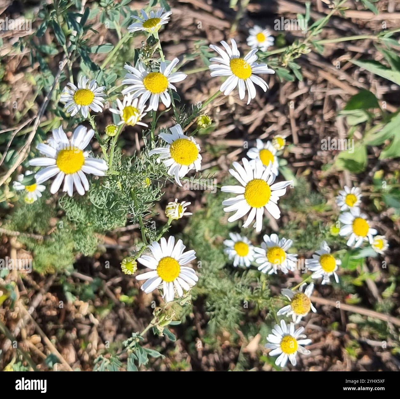 scentless mayweed (Tripleurospermum inodorum Stock Photo - Alamy