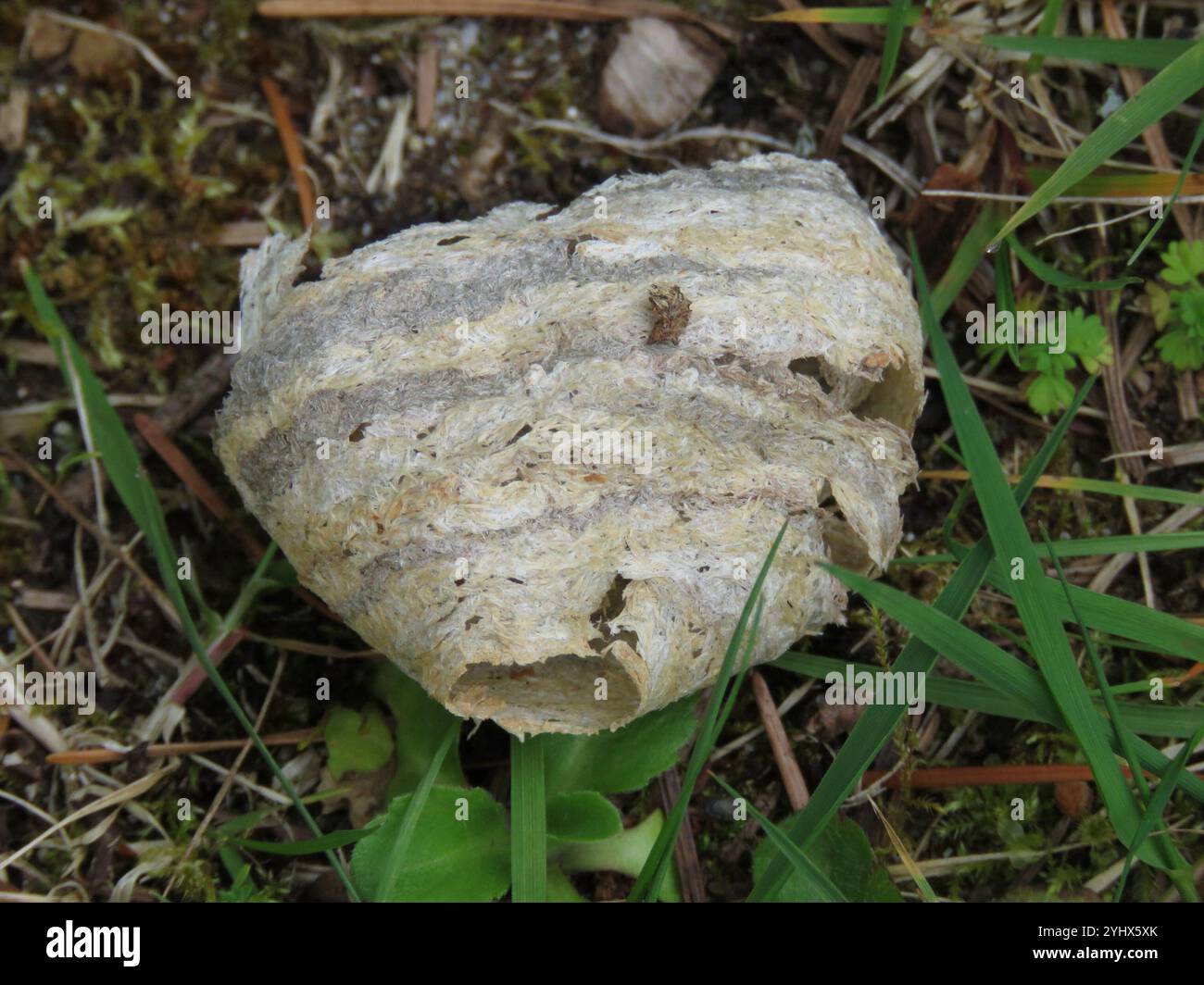 Hornets and Yellowjackets (Vespinae Stock Photo - Alamy