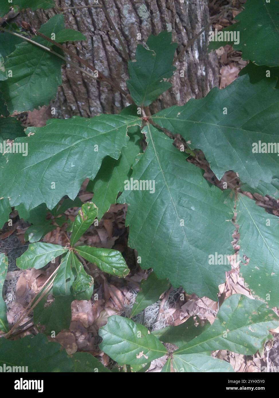 swamp chestnut oak (Quercus michauxii Stock Photo - Alamy