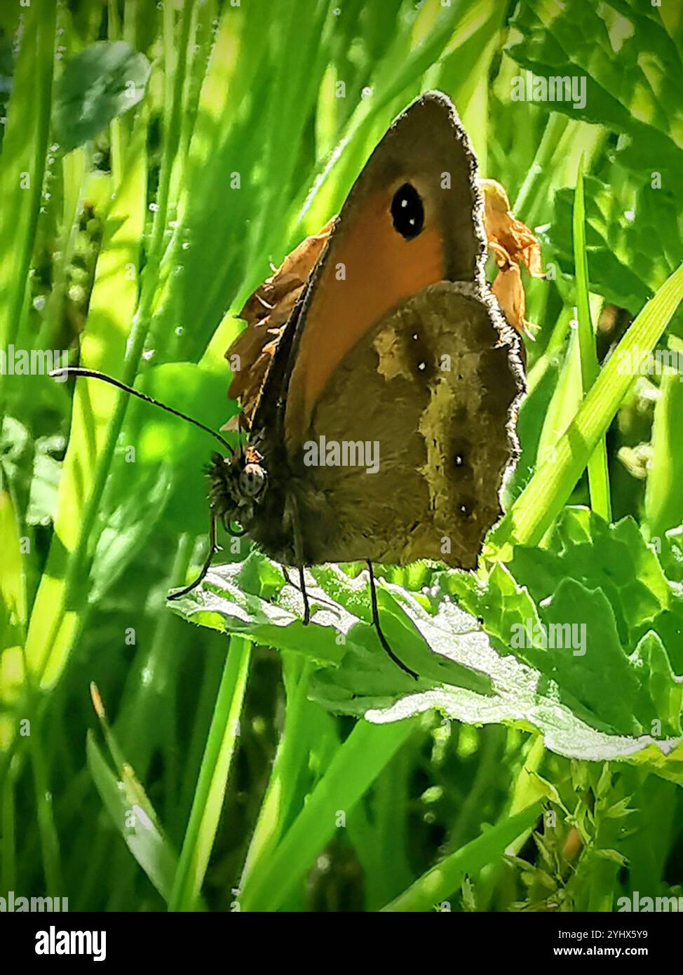 Gatekeeper (Pyronia tithonus Stock Photo - Alamy