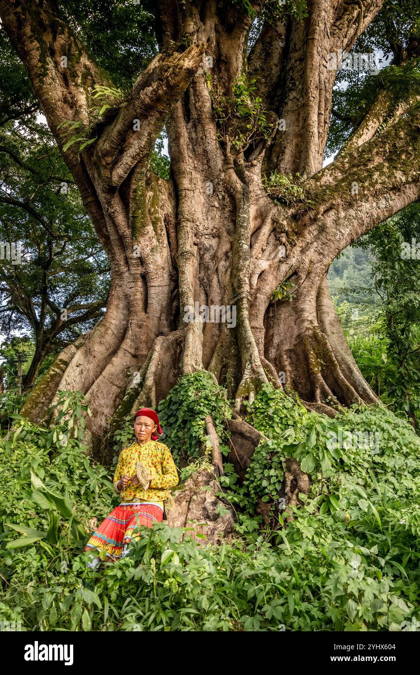 Ethnic Hmong woman sitting under a Banyan Tree near Dong Van, in Ha ...