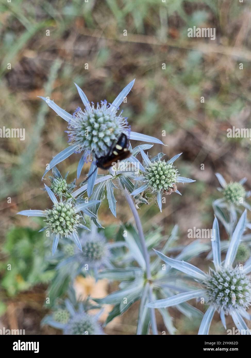 Scolia sexmaculata hi-res stock photography and images - Alamy