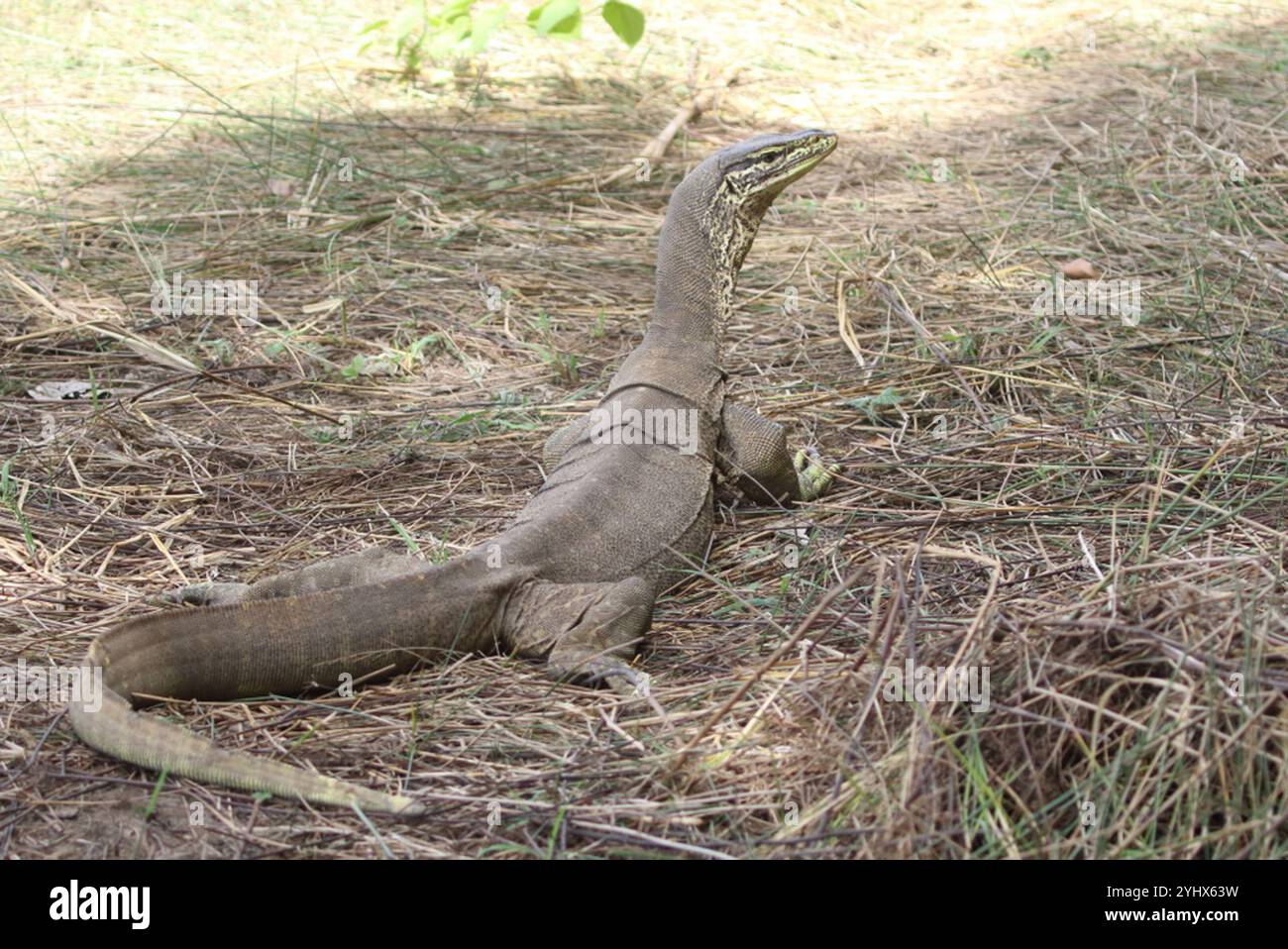 Argus panoptes hi-res stock photography and images - Alamy