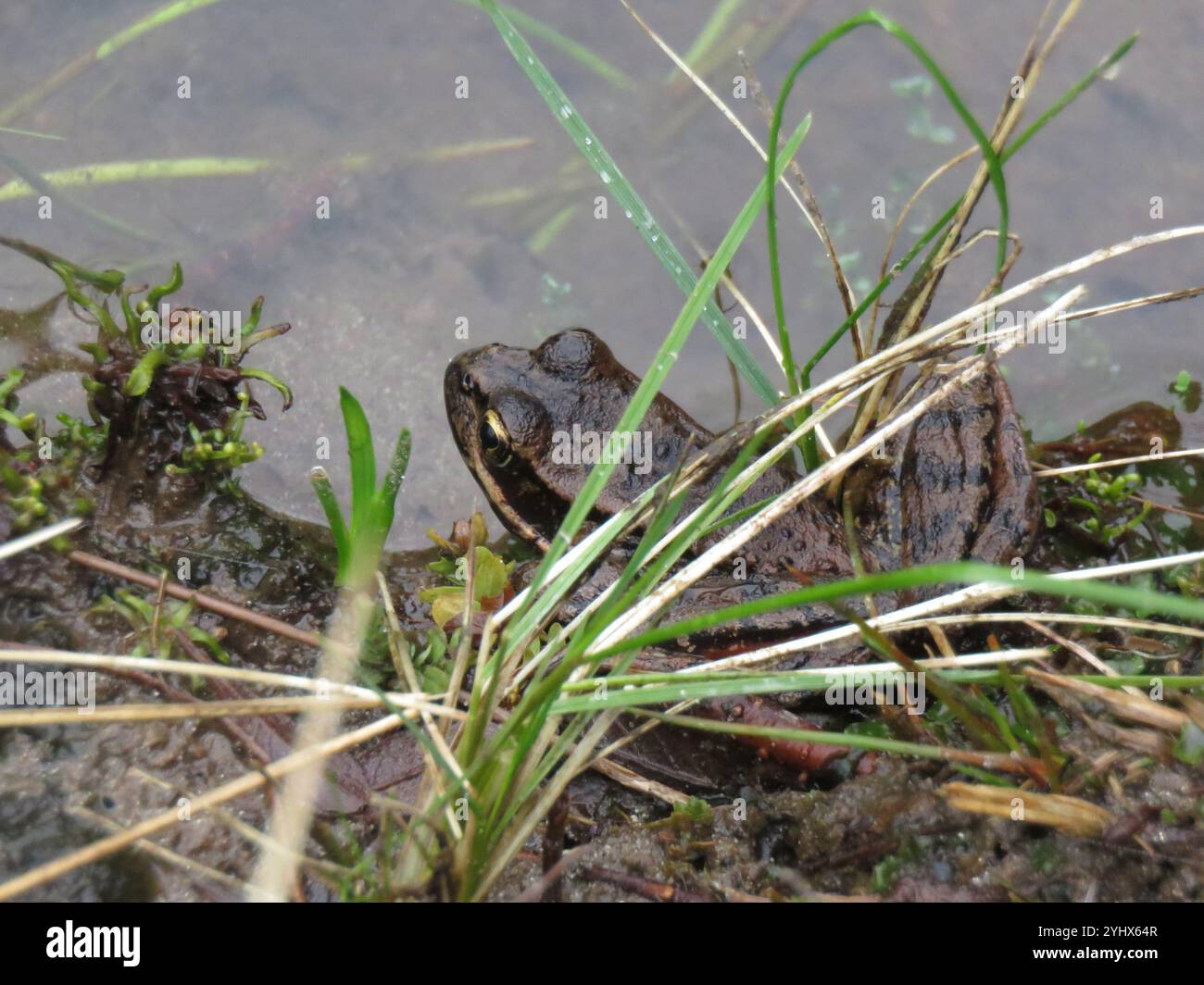 Northern Red-legged Frog (Rana aurora Stock Photo - Alamy